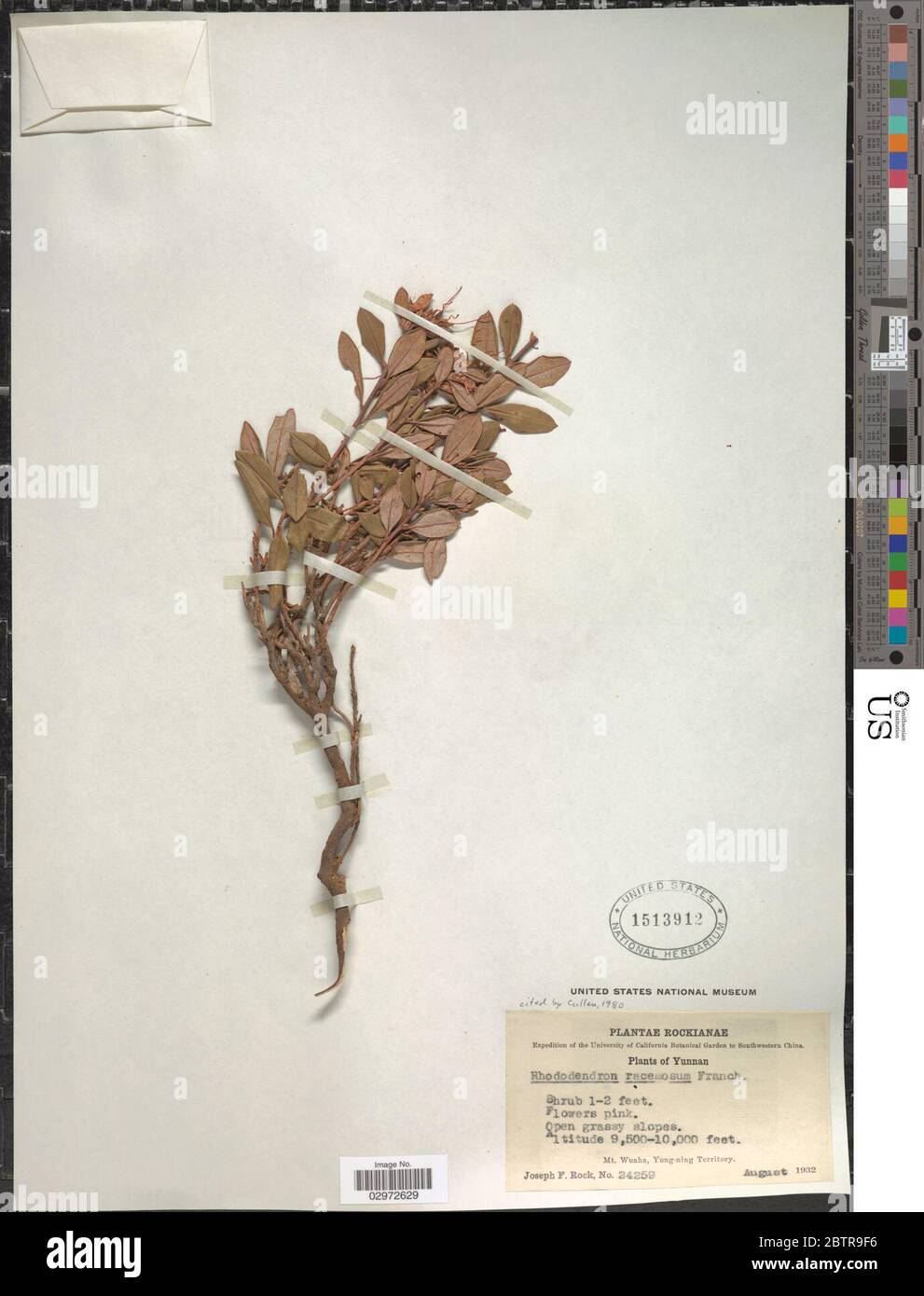 Rhododendron racemosum hi-res stock photography and images - Alamy