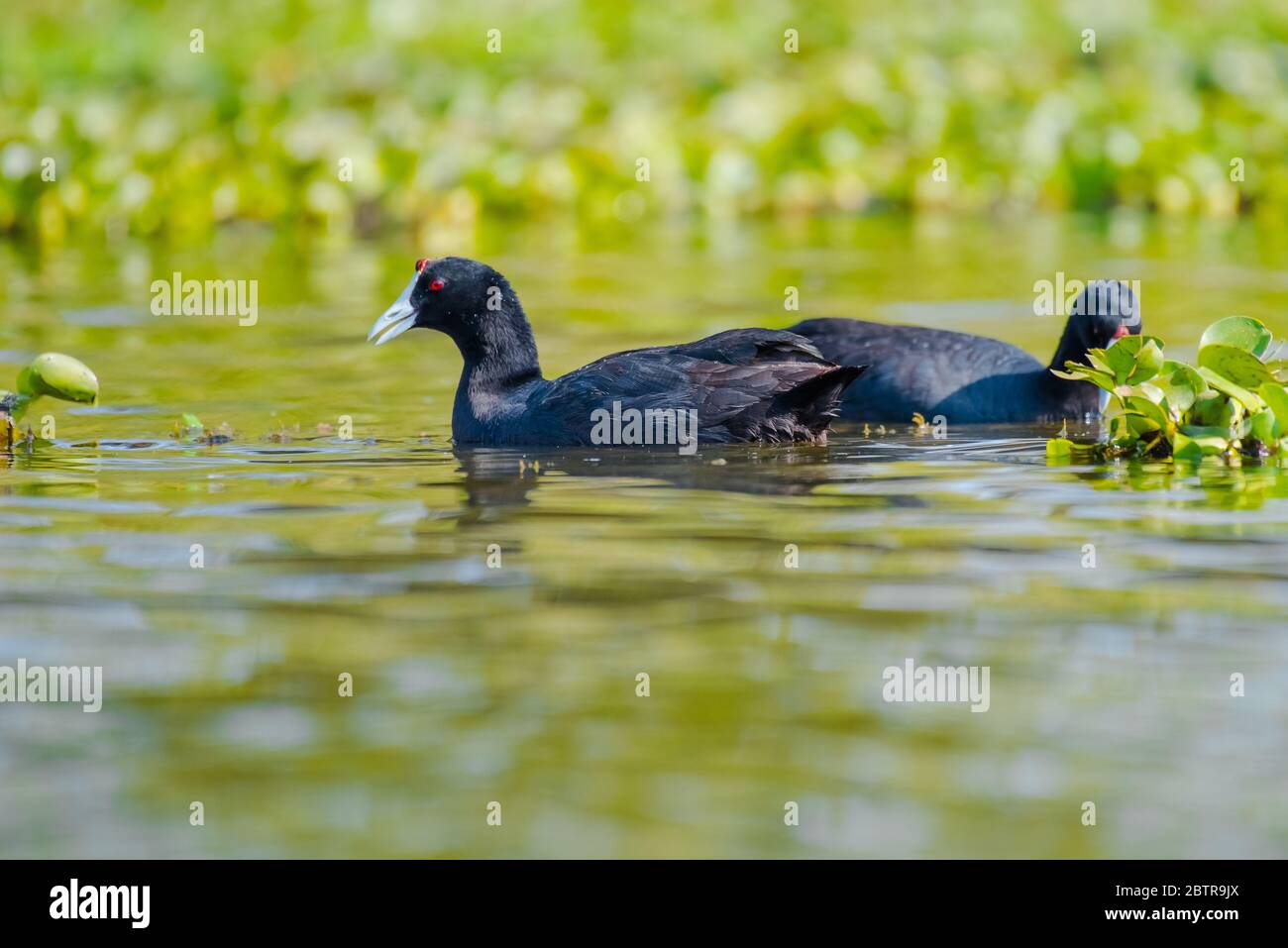 Red-knobbed coot or crested coot, From Kenya Stock Photo - Alamy