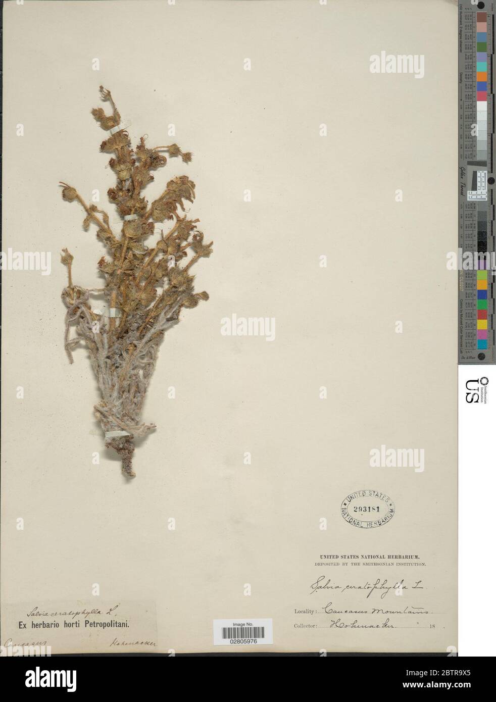 Salvia ceratophylla L Stock Photo - Alamy