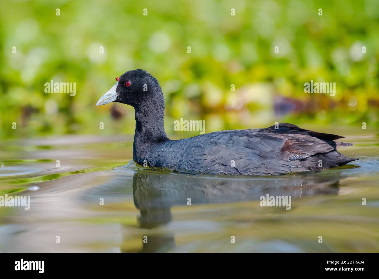 Red-knobbed coot or crested coot, From Kenya Stock Photo - Alamy