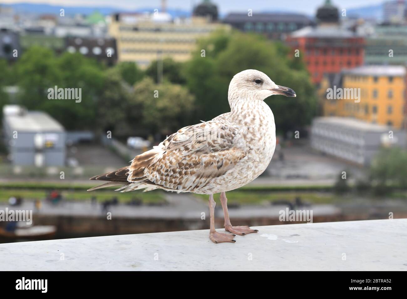Birds standing on the roof terrace Stock Photo - Alamy