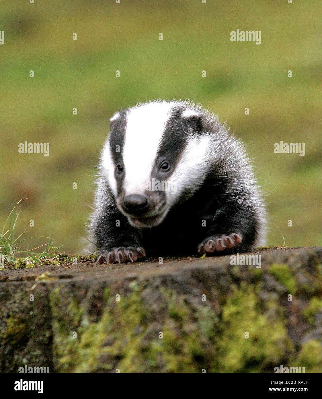 Badgers across Surrey, England. The badger is a omnivores in the ...