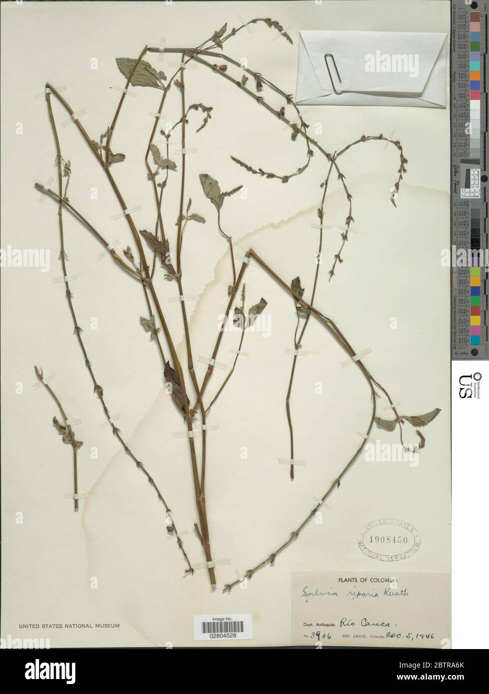 Salvia misella Kunth Stock Photo - Alamy