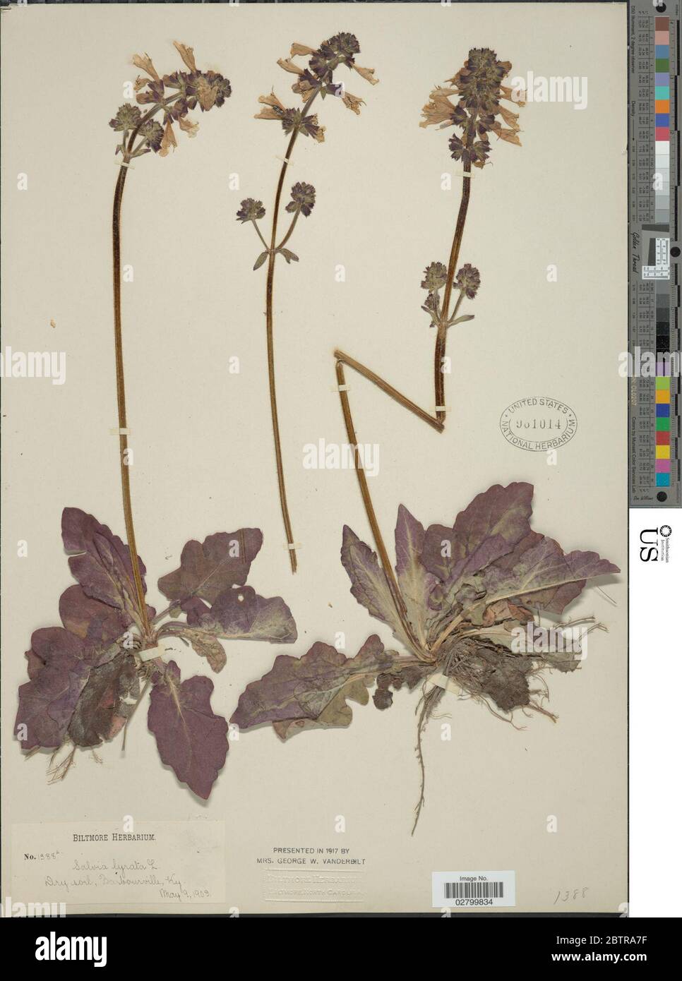 Salvia lyrata hi-res stock photography and images - Alamy