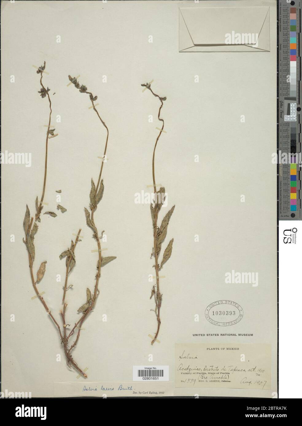 Salvia laevis hi-res stock photography and images - Alamy