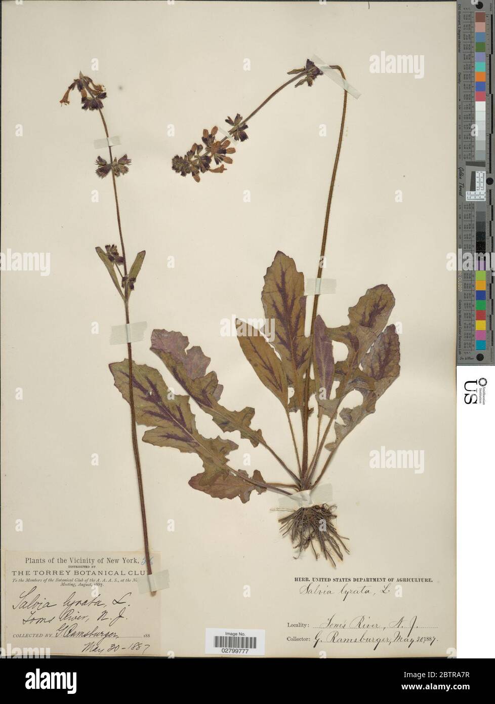 Salvia lyrata hi-res stock photography and images - Alamy