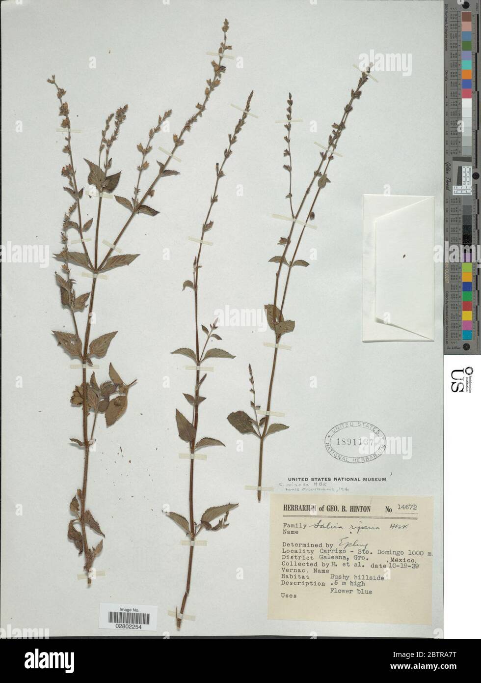 Salvia misella Kunth Stock Photo - Alamy