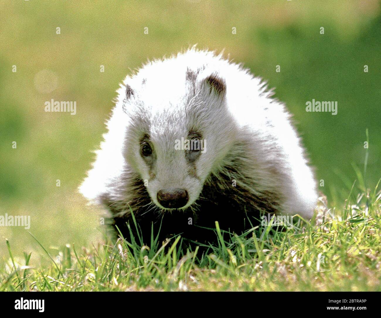 Badgers across Surrey, England. The badger is a omnivores in the ...