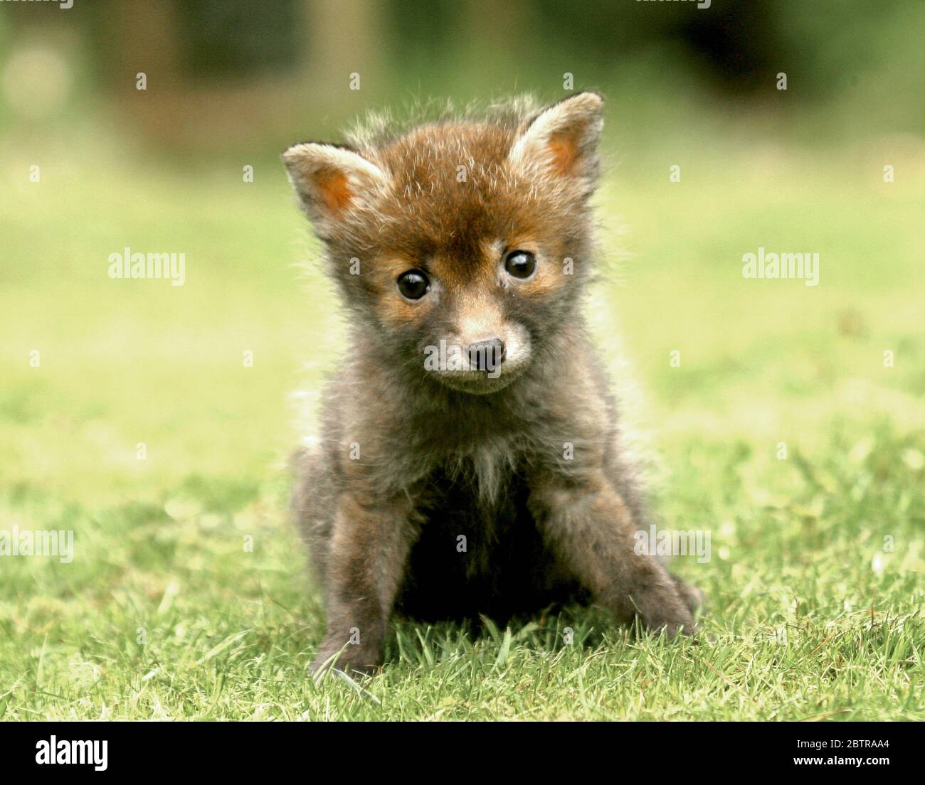 Charming fox cub hi-res stock photography and images - Alamy
