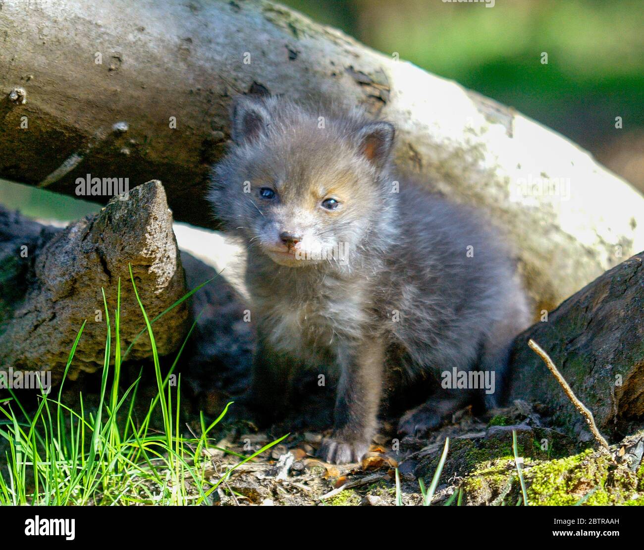 Charming fox cub hi-res stock photography and images - Alamy
