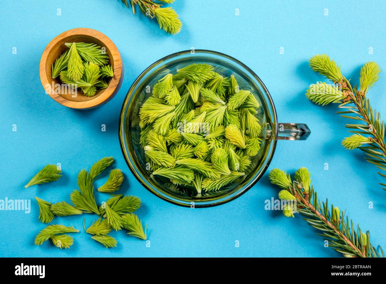 Using fresh raw young spruce tree (Picea abies) shoots for food and ...