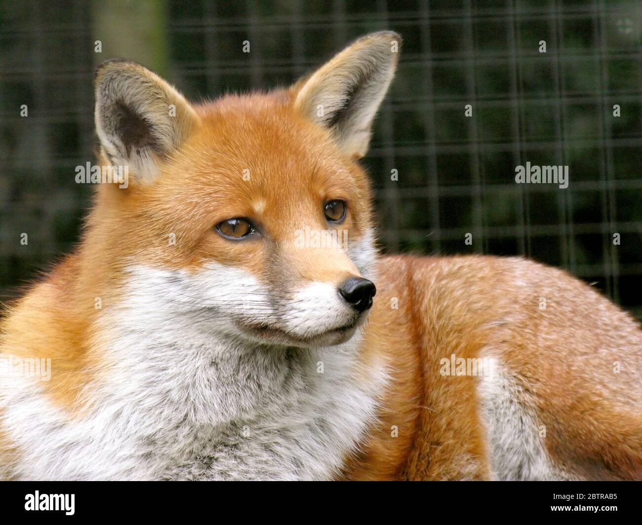 Foxes across Surrey, England. The fox is a omnivorous mammal Stock ...