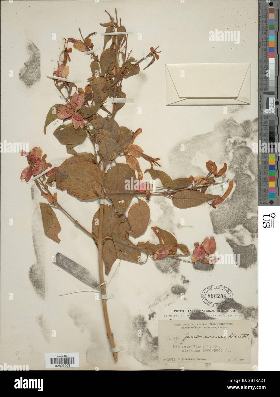 Salvia pubescens Benth Stock Photo - Alamy