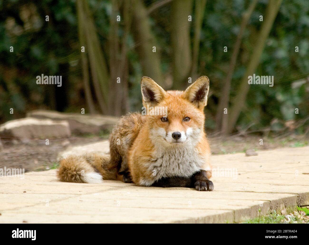 Foxes across Surrey, England. The fox is a omnivorous mammal Stock ...