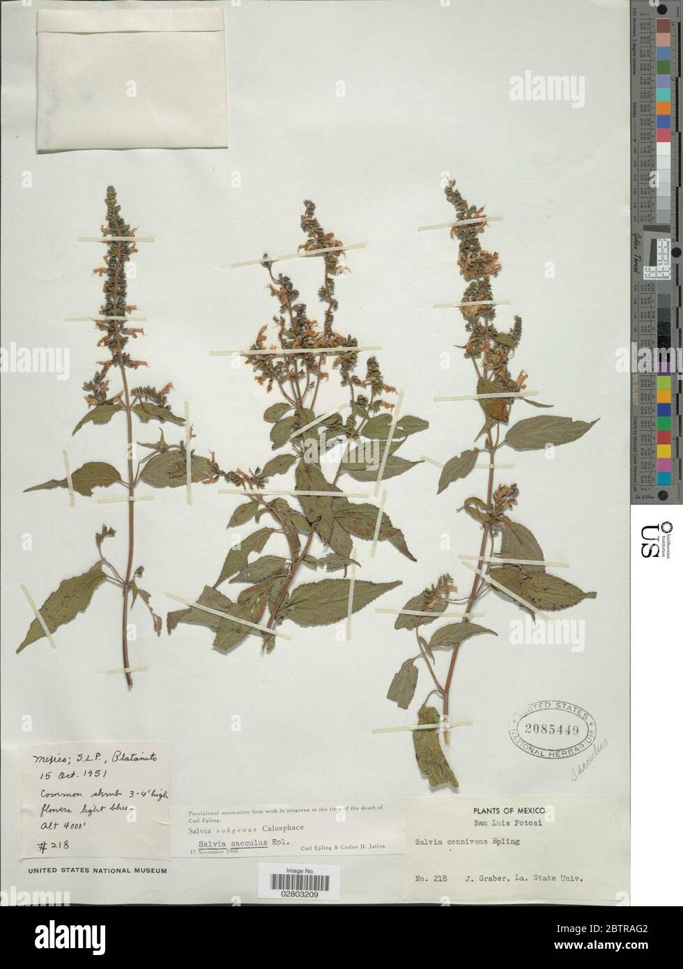 Sacculus hi-res stock photography and images - Alamy