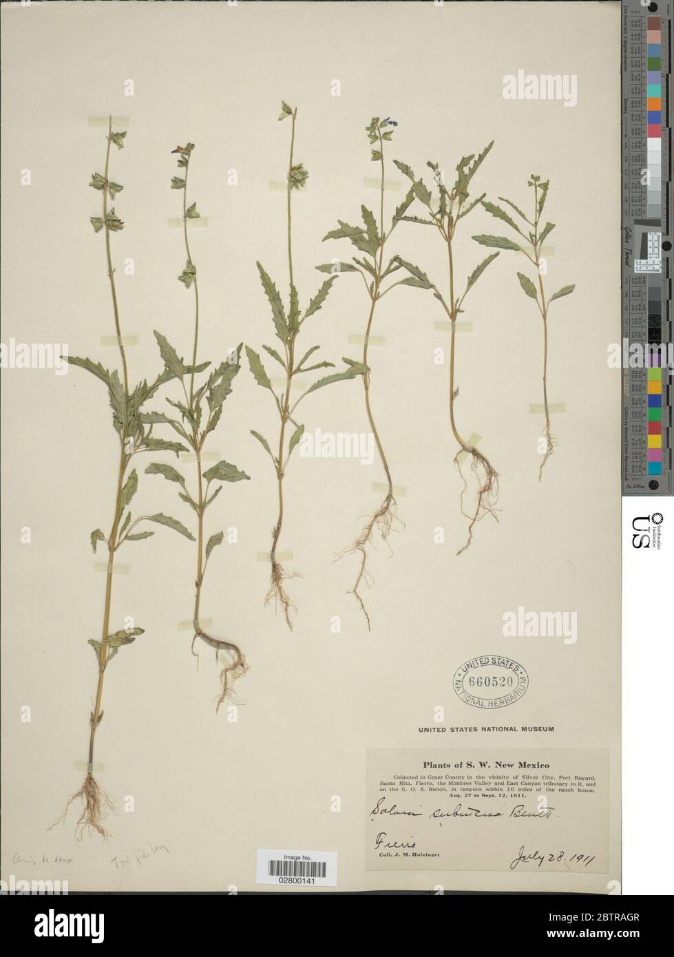 Salvia subincisa Benth Stock Photo - Alamy