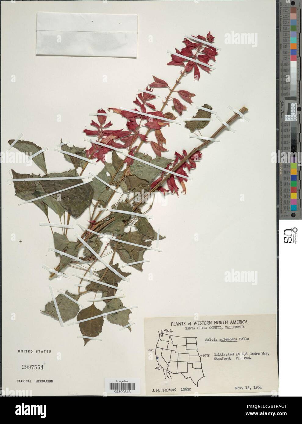 Salvia splendens Sellow ex Nees Stock Photo - Alamy