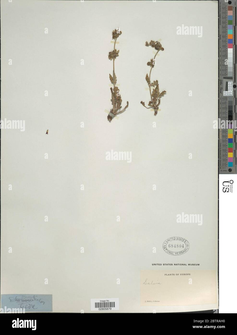 Salvia plants hi-res stock photography and images - Alamy