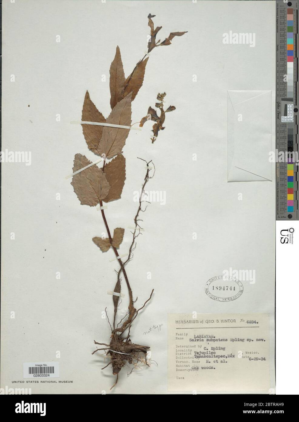 Salvia subpatens Epling Stock Photo - Alamy
