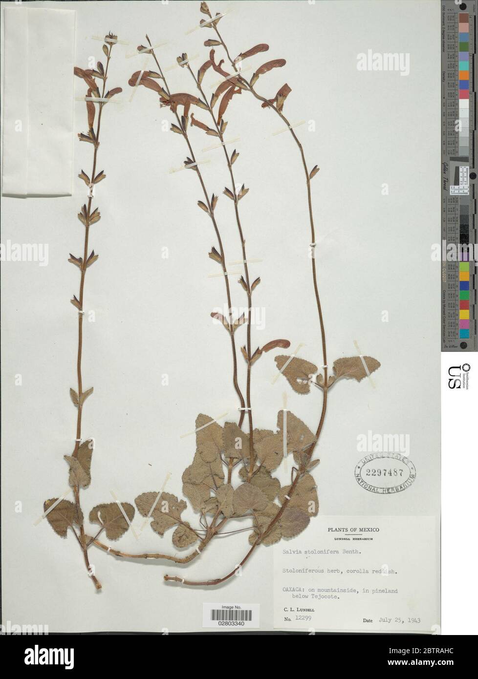 Salvia stolonifera Benth Stock Photo - Alamy