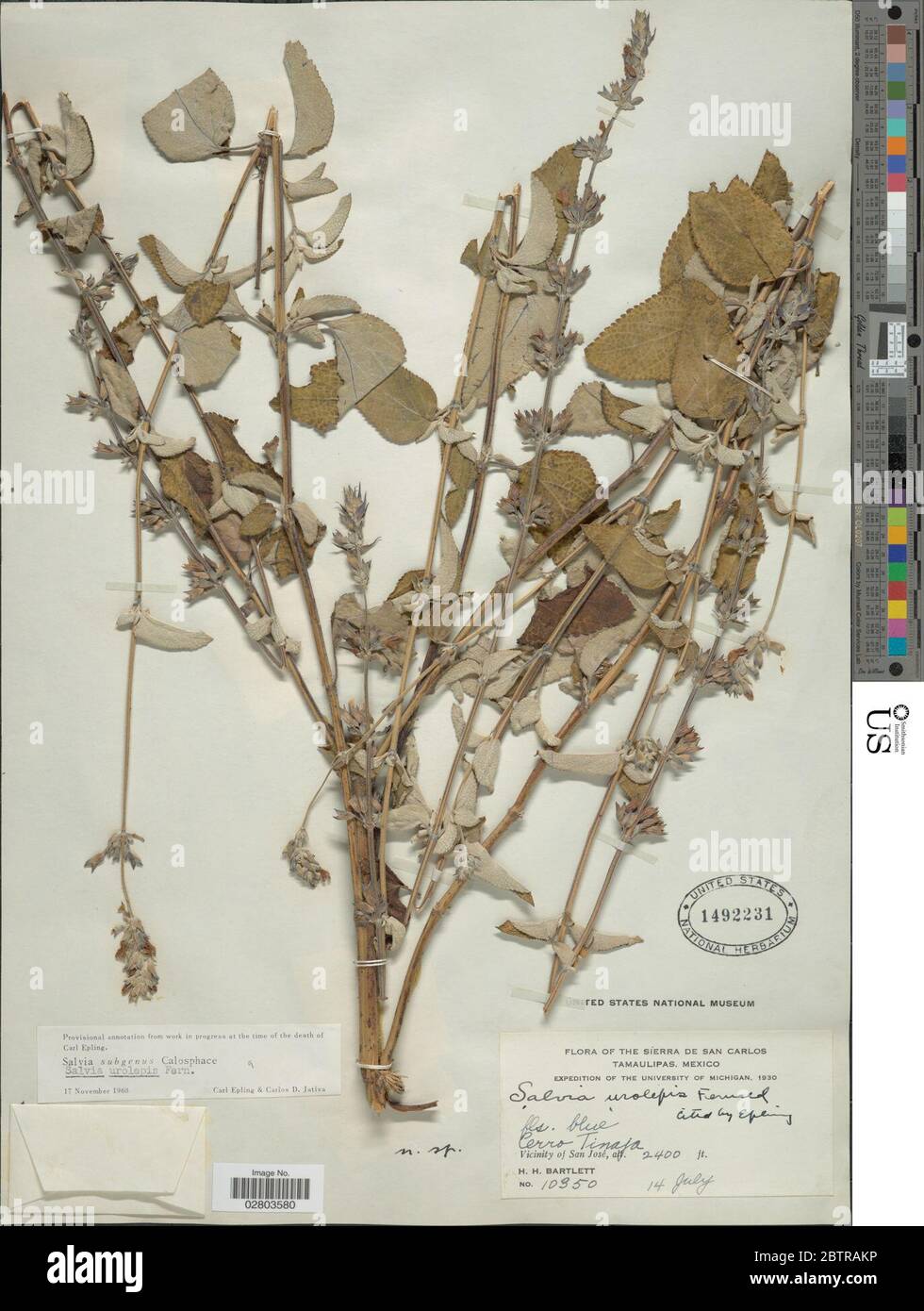 Urolepis hi-res stock photography and images - Alamy