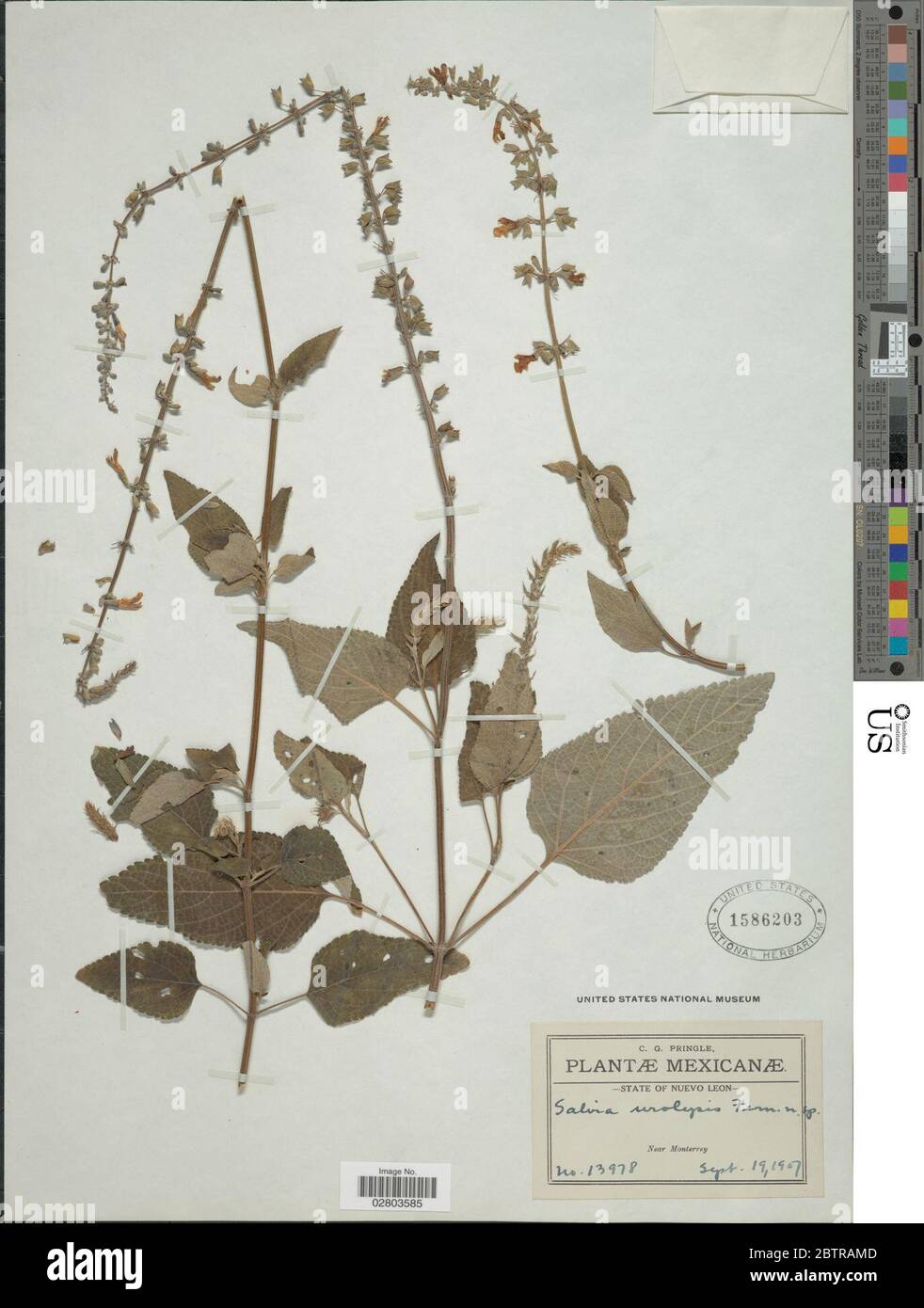 Urolepis hi-res stock photography and images - Alamy