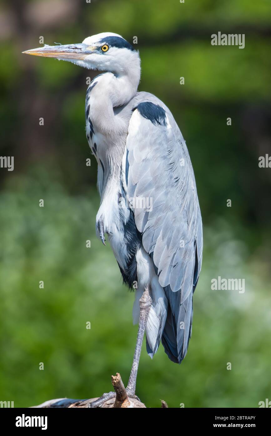 African Heron High Resolution Stock Photography and Images - Alamy