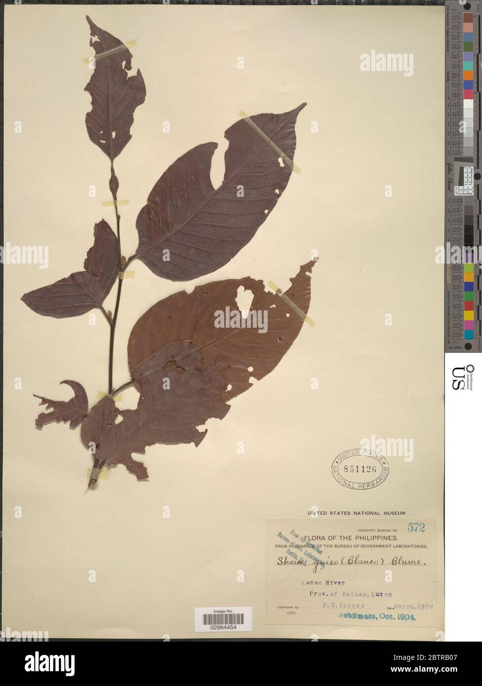 Lauan tree hi-res stock photography and images - Alamy