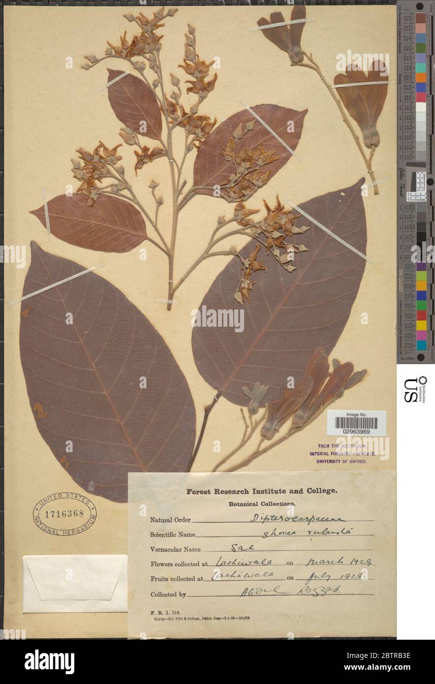 Shorea robusta leaves hi-res stock photography and images - Alamy