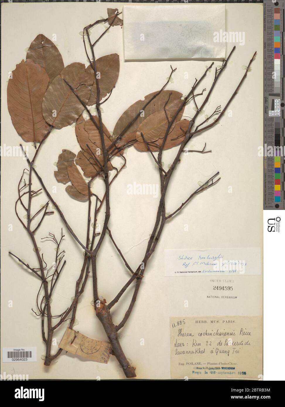 Shorea roxburghii hi-res stock photography and images - Alamy