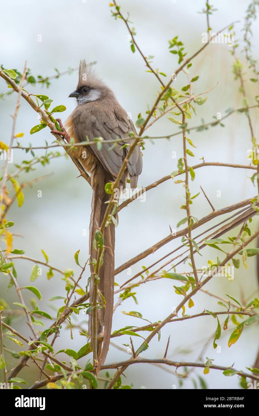 African Speckled Mousebird or Colius striatus Amboseli Kenya Stock ...