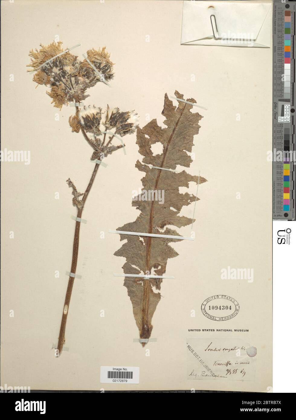 Sonchus congestus hi-res stock photography and images - Alamy