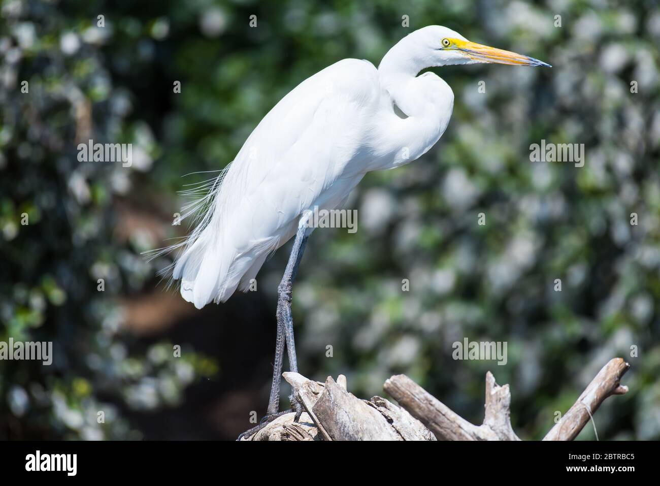 Great white egret or great white heron from Kenya Stock Photo - Alamy