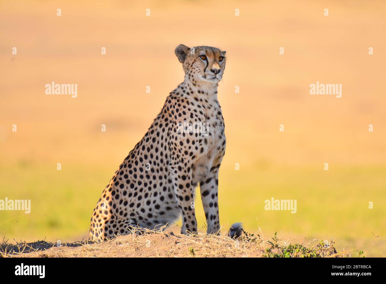 African Cheetah From Masai Marah Stock Photo - Alamy