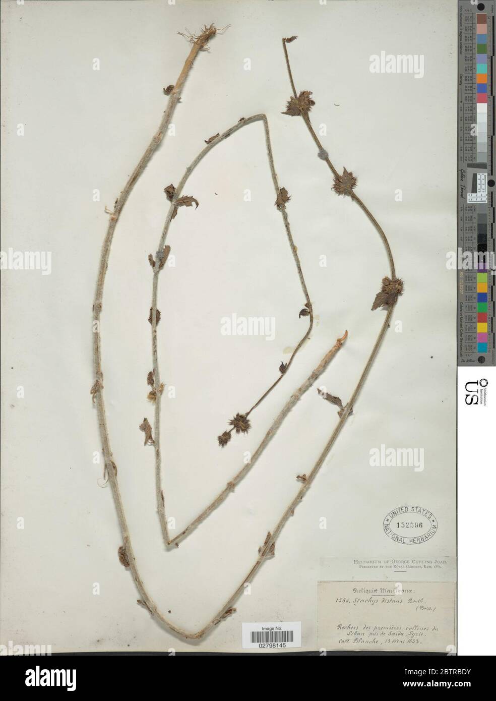 Stachys distans Benth Stock Photo - Alamy