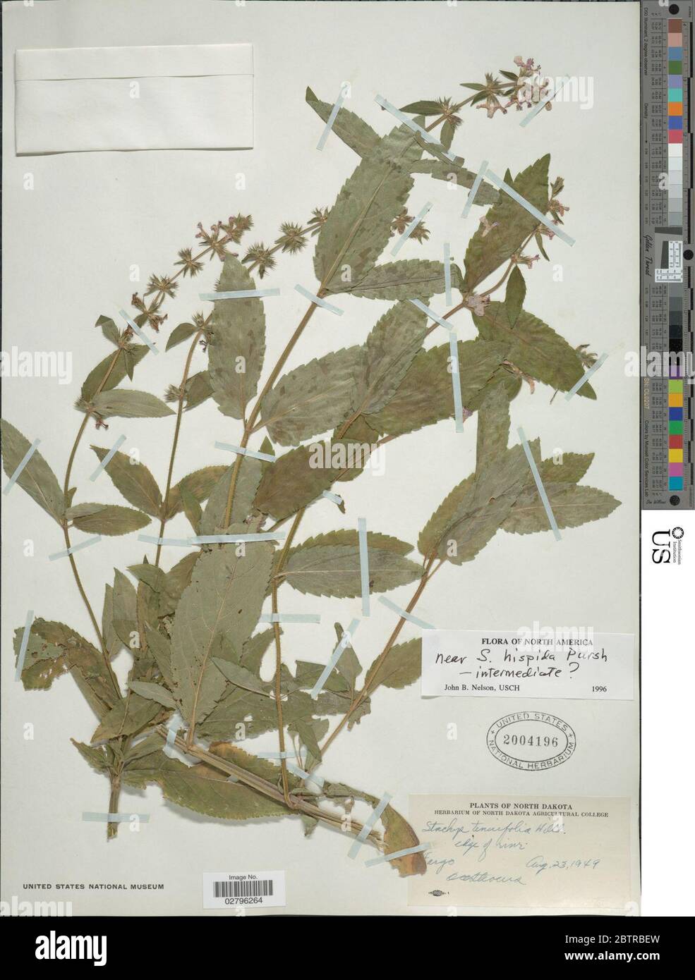 Stachys hispida Pursh Stock Photo - Alamy