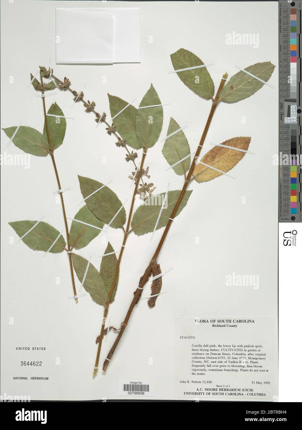 Stachys Sp High Resolution Stock Photography and Images - Alamy