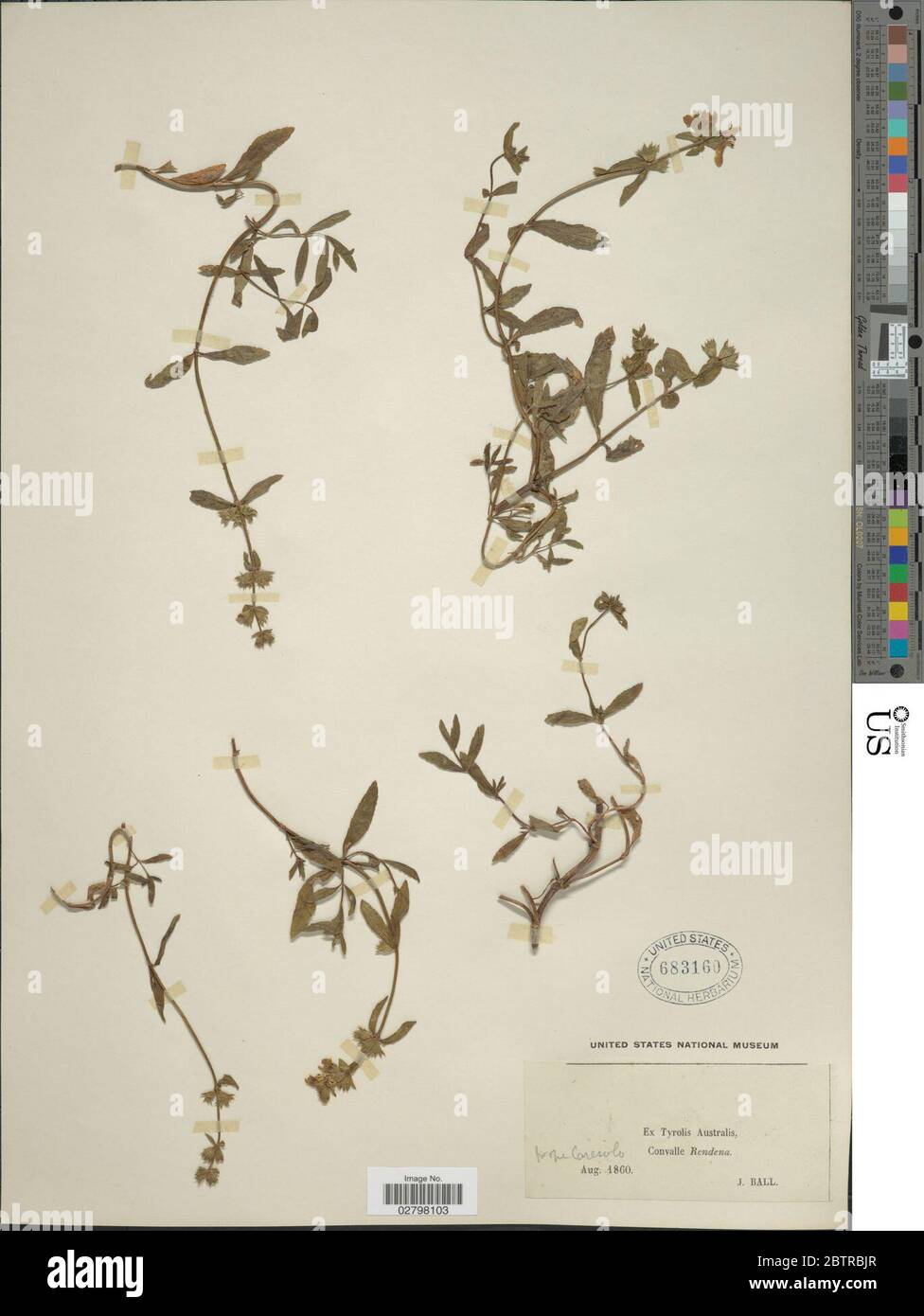 Stachys sp hi-res stock photography and images - Alamy