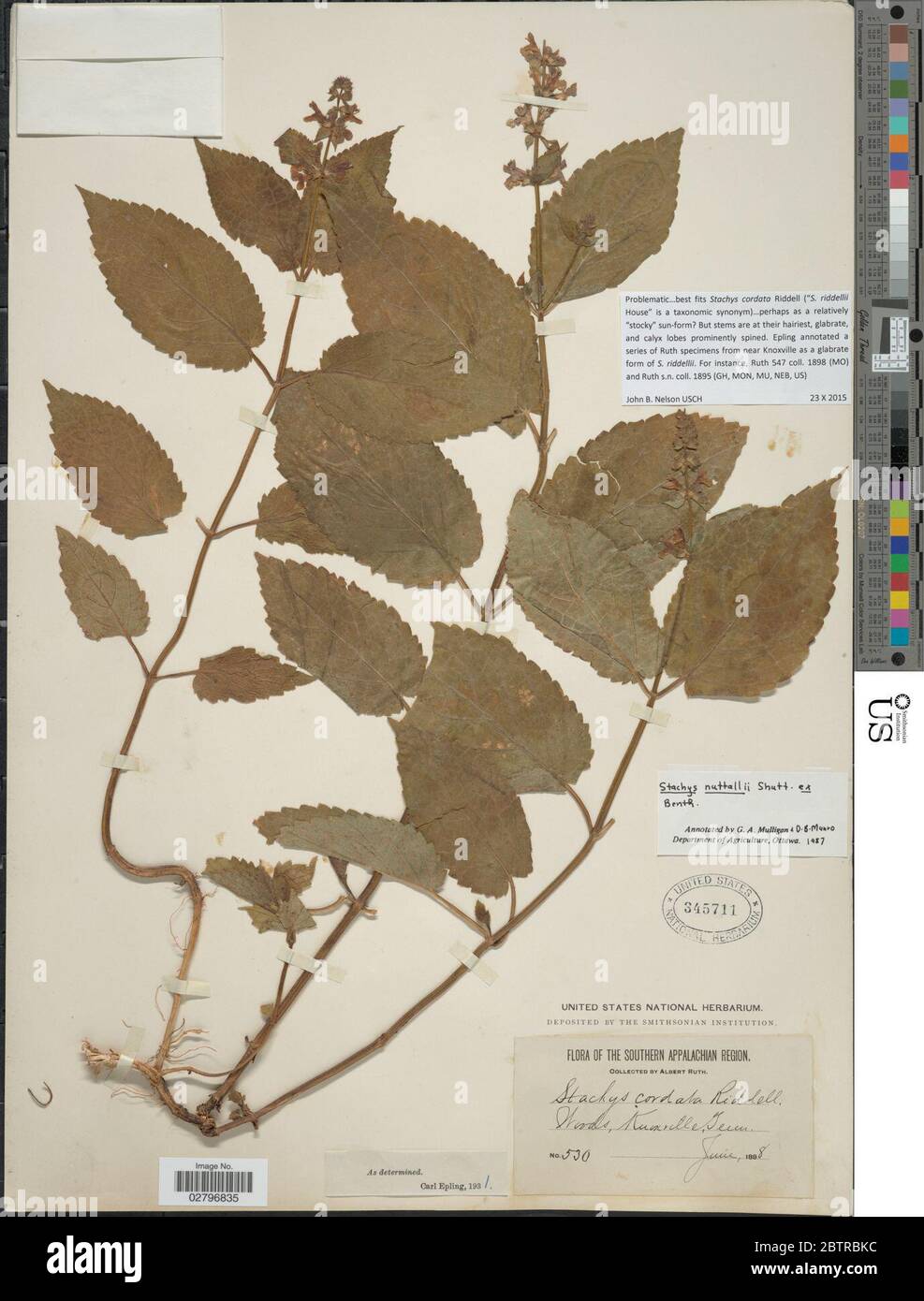 Stachys sp hi-res stock photography and images - Alamy