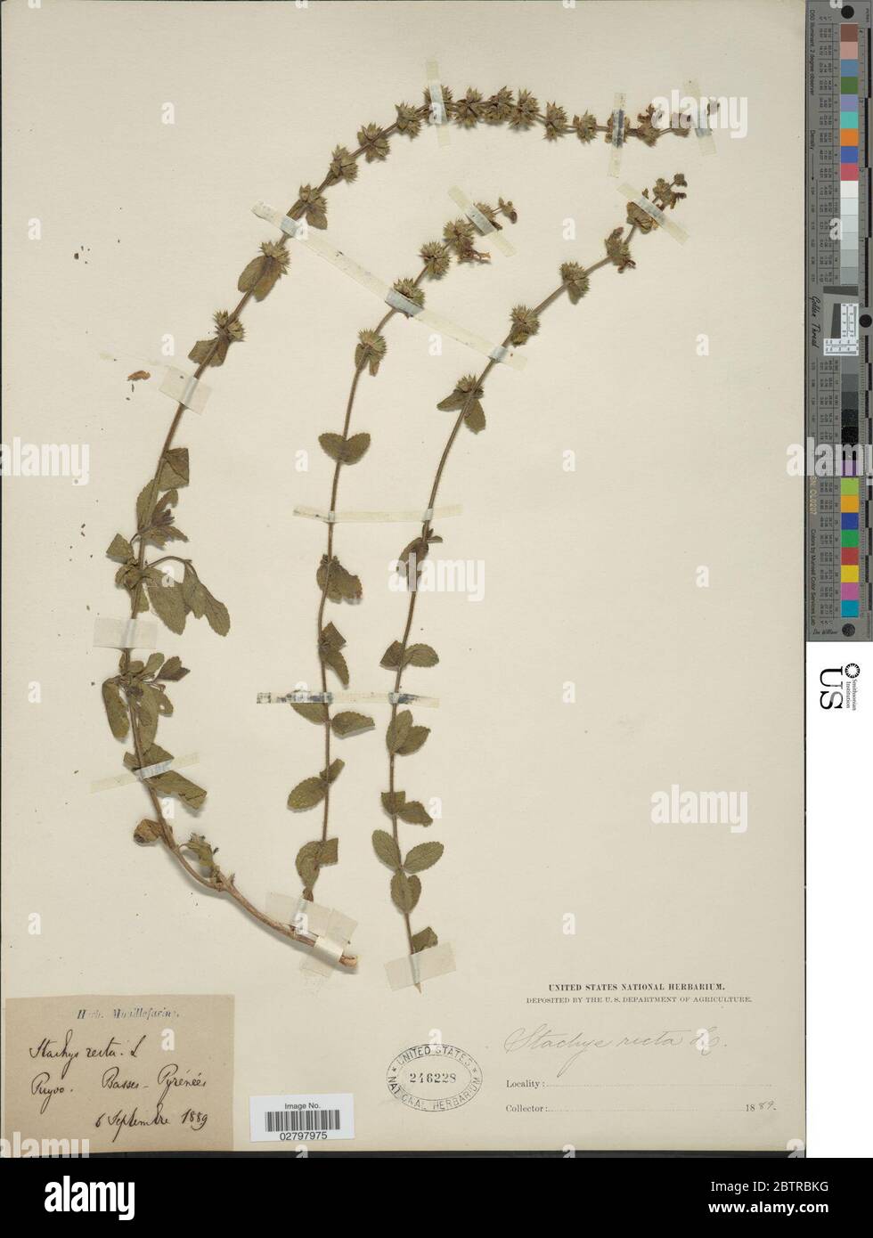 Stachys recta hi-res stock photography and images - Alamy