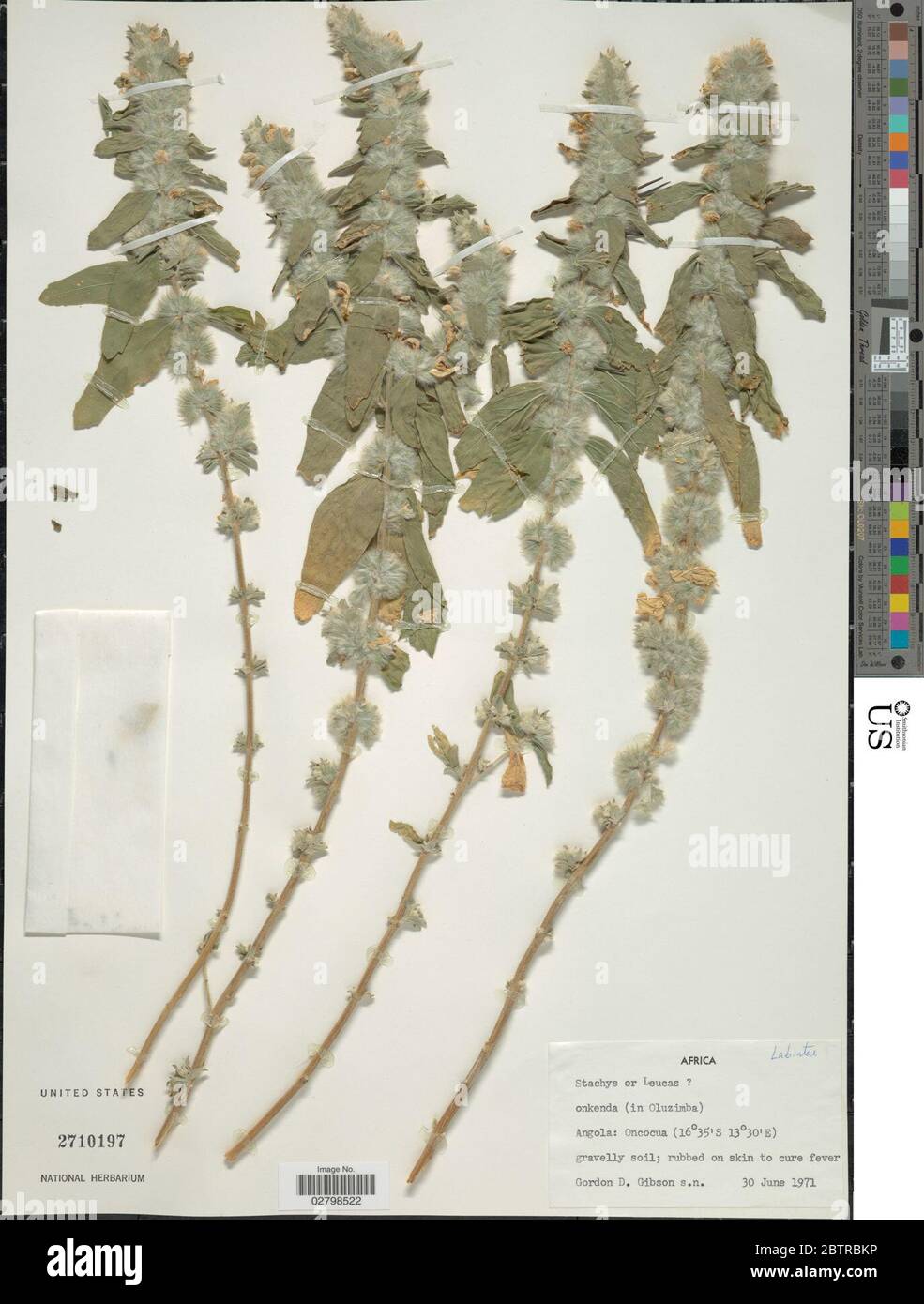 Stachys Sp High Resolution Stock Photography and Images - Alamy