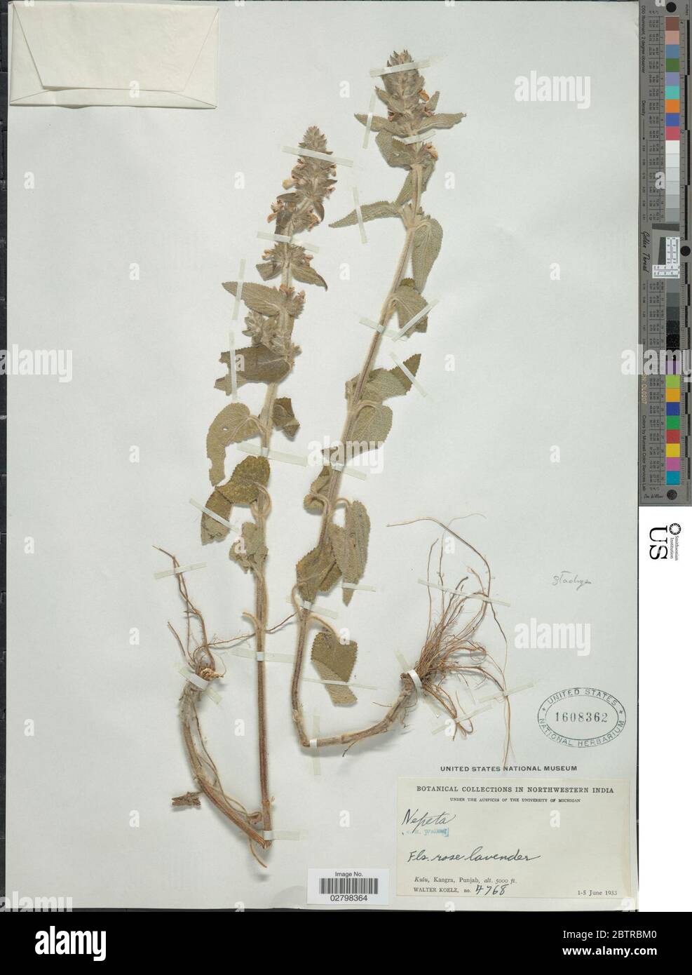 Stachys sp hi-res stock photography and images - Alamy