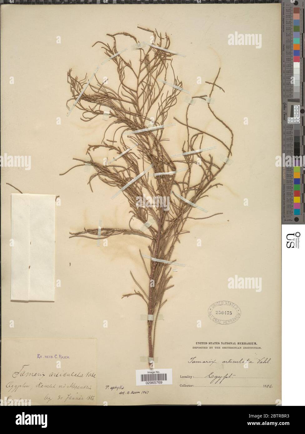 Tamarix aphylla hi-res stock photography and images - Alamy