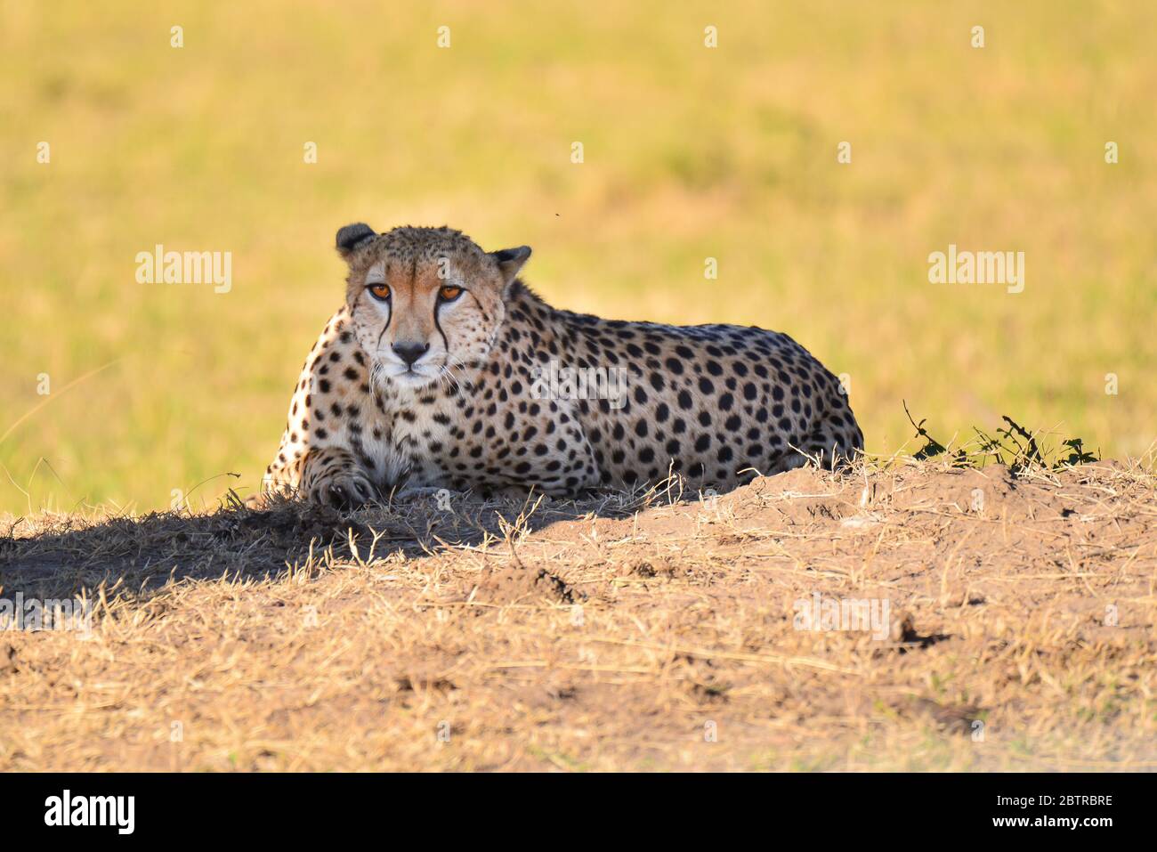 African Cheetah From Masai Marah Stock Photo - Alamy