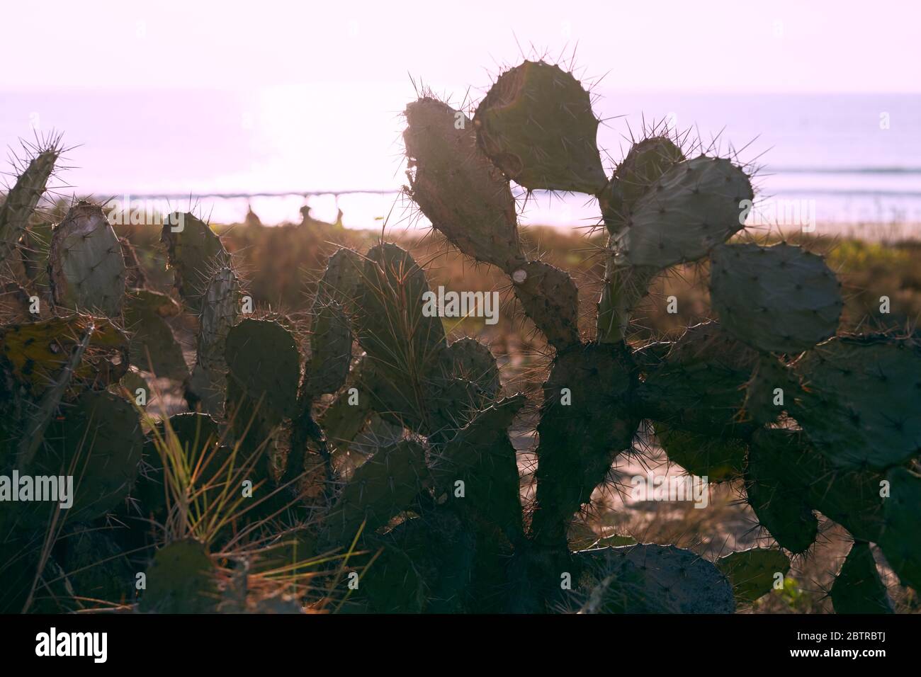 Lovely Cactus plant on the outside sharp and beautiful at the beach ...