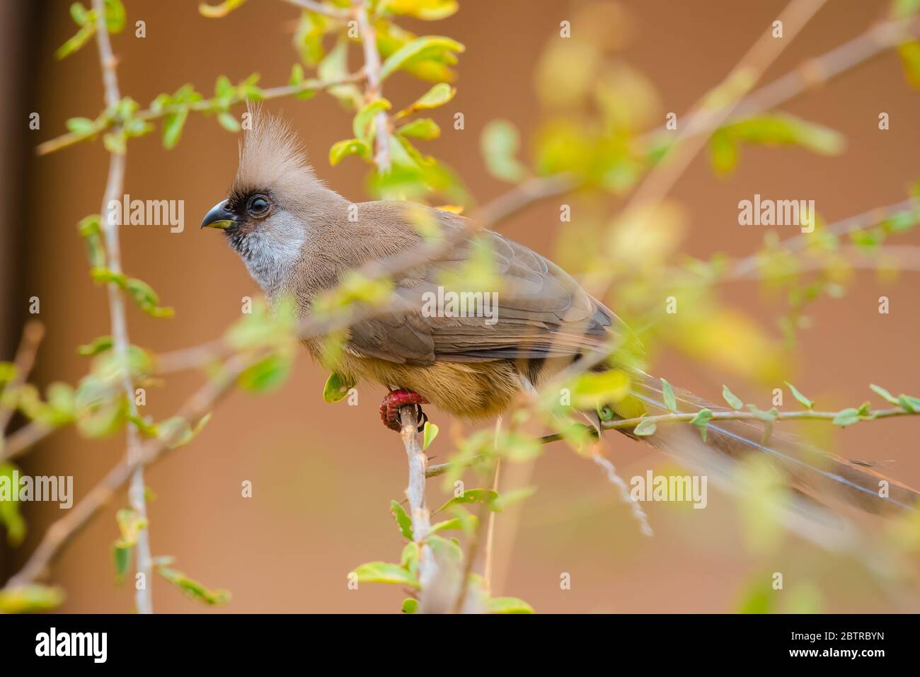 Domestic Swan goose from Saudi Arabia Stock Photo - Alamy