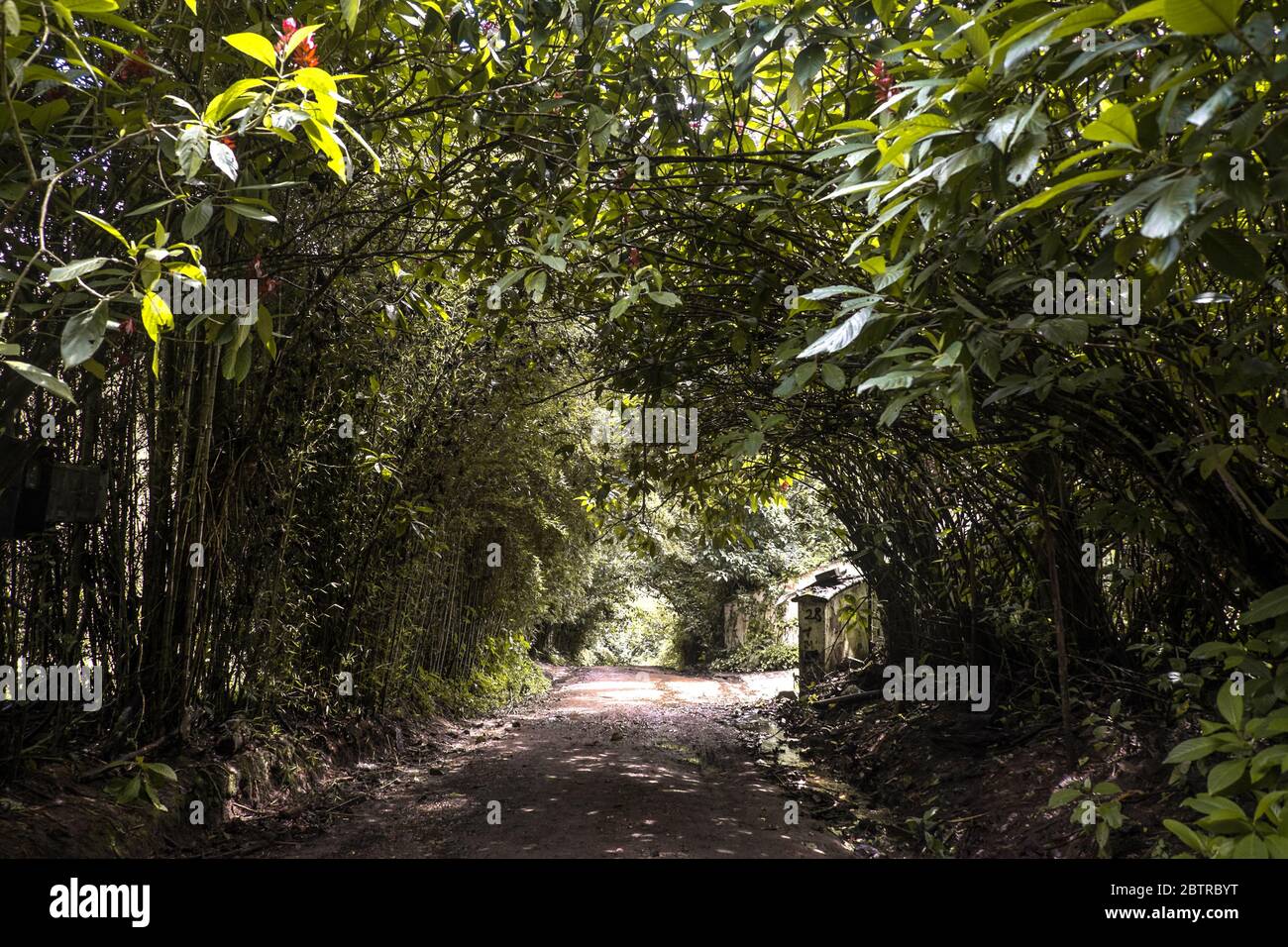 Cover of trees hi-res stock photography and images - Alamy