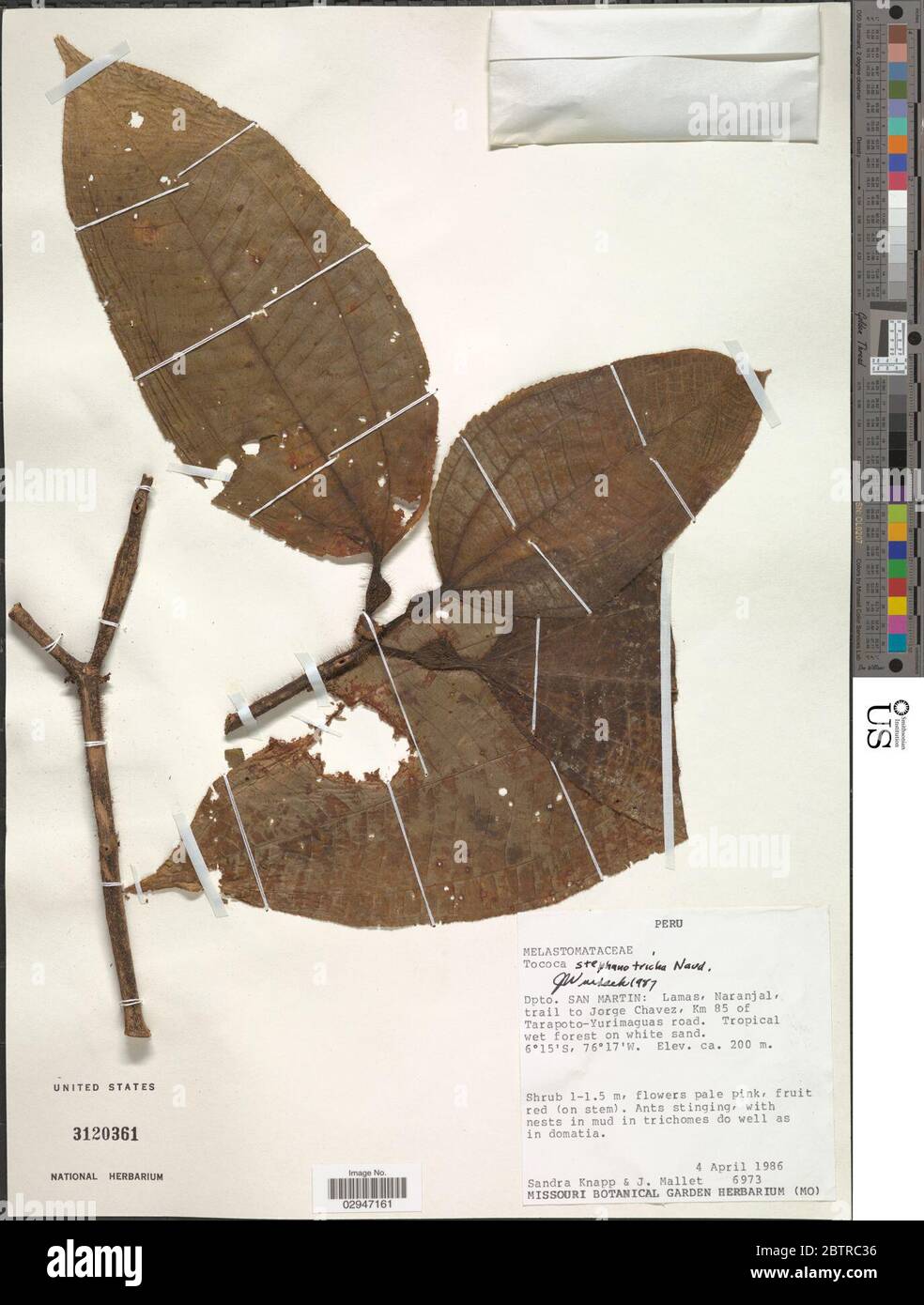 Tococa stephanotricha Naudin Stock Photo - Alamy