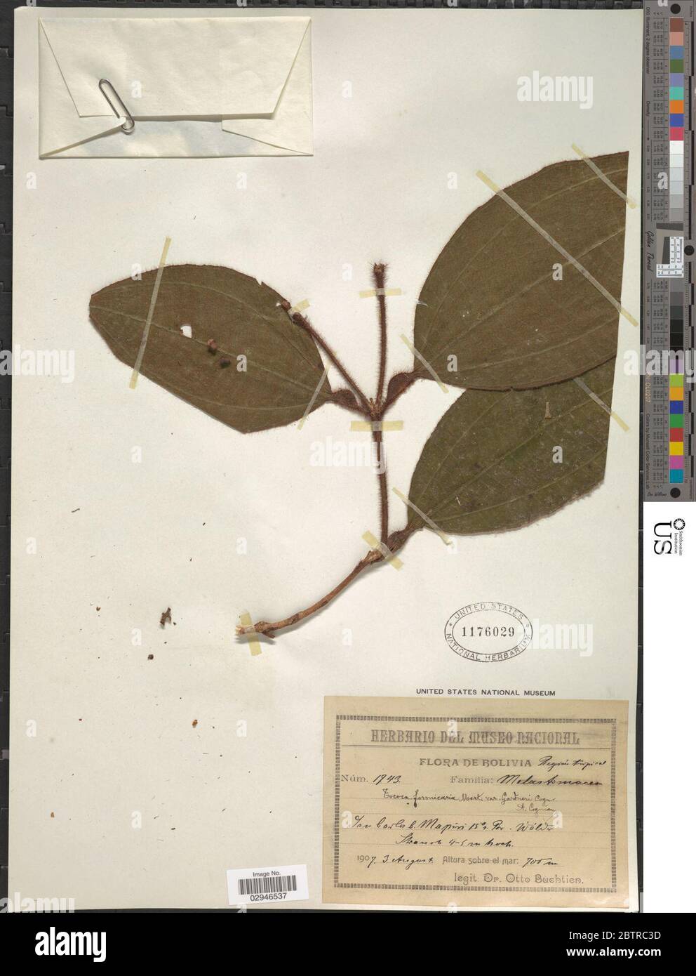 Formicaria hi-res stock photography and images - Alamy