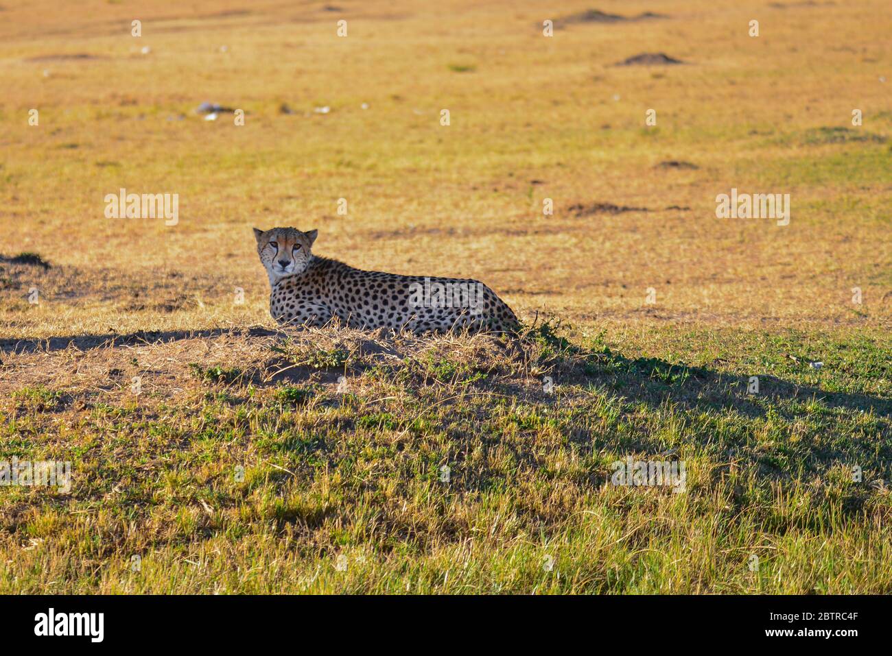 African Cheetah From Masai Marah Stock Photo - Alamy